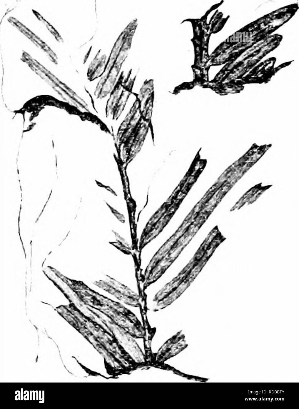. Fossil plants : for students of botany and geology . Paleobotany. 354 ...
