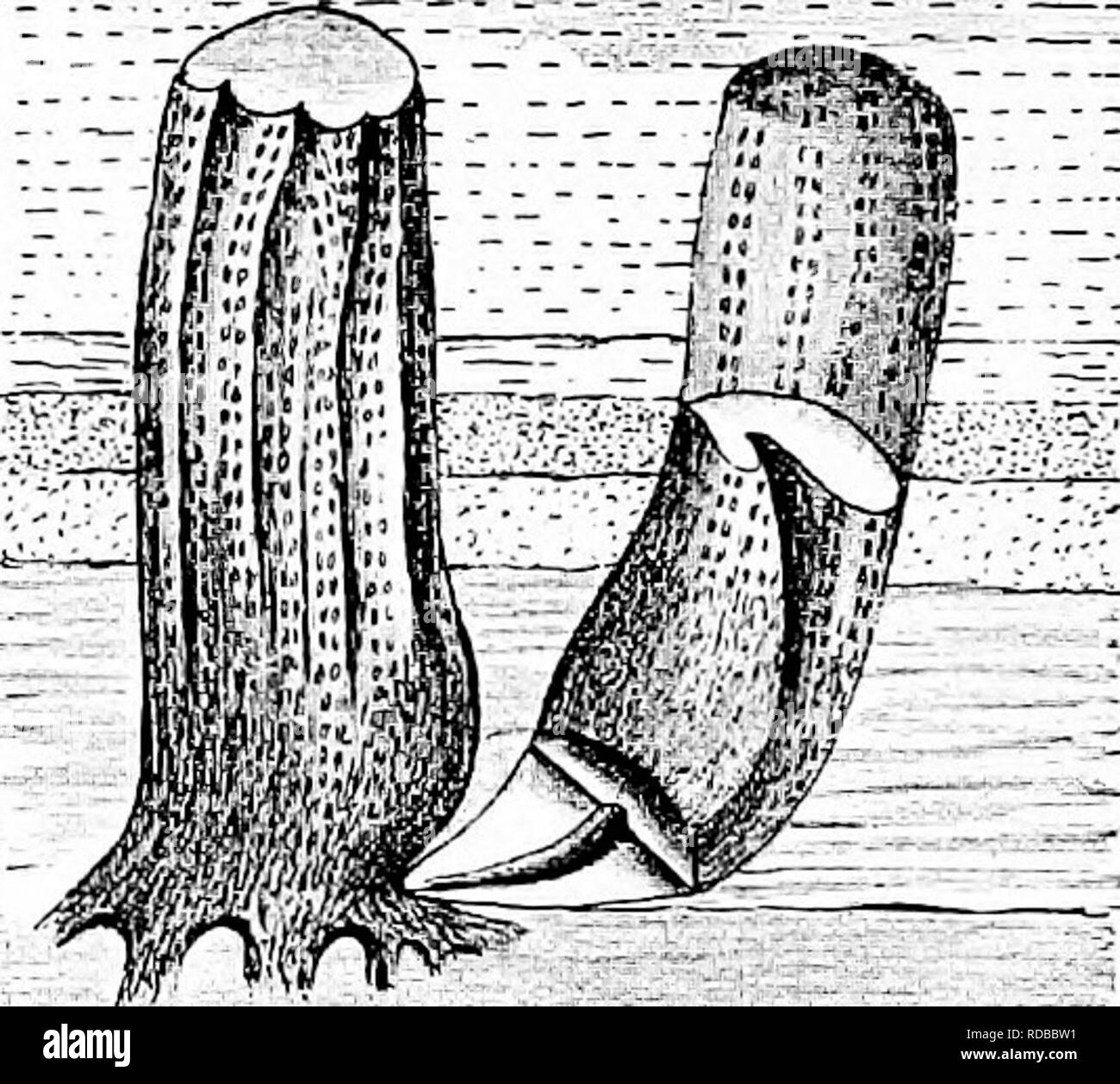 . Fossil plants : for students of botany and geology . Paleobotany. Fio ...