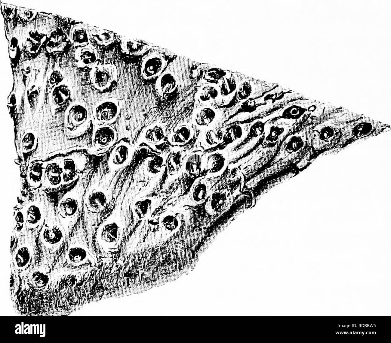 . Fossil plants : for students of botany and geology . Paleobotany. 230 ...
