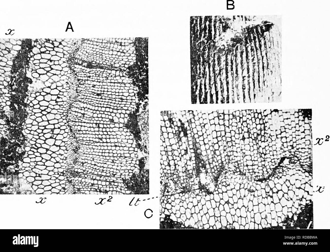. Fossil plants : for students of botany and geology . Paleobotany. 220 ...