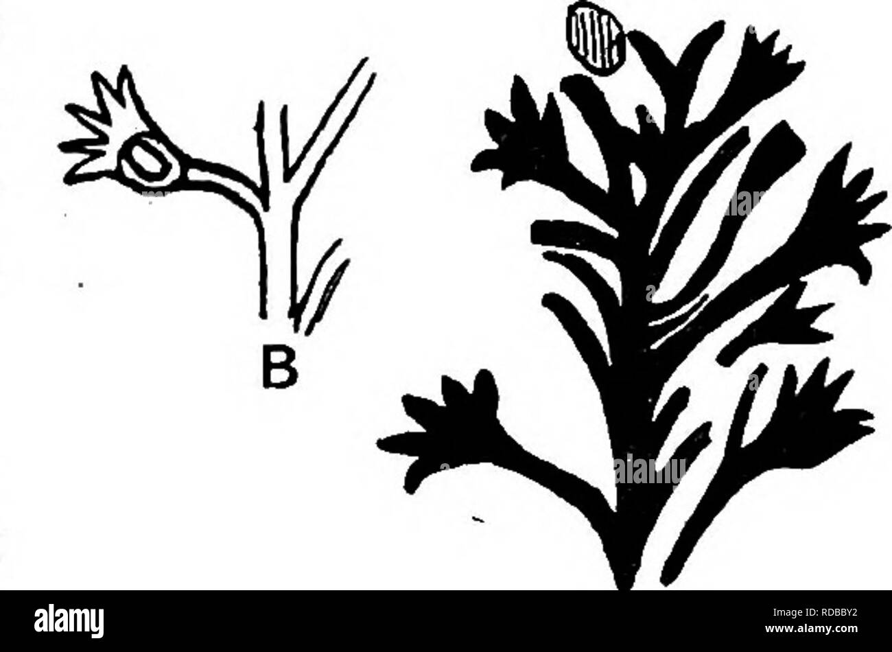. Fossil plants : for students of botany and geology . Paleobotany. XLV ...