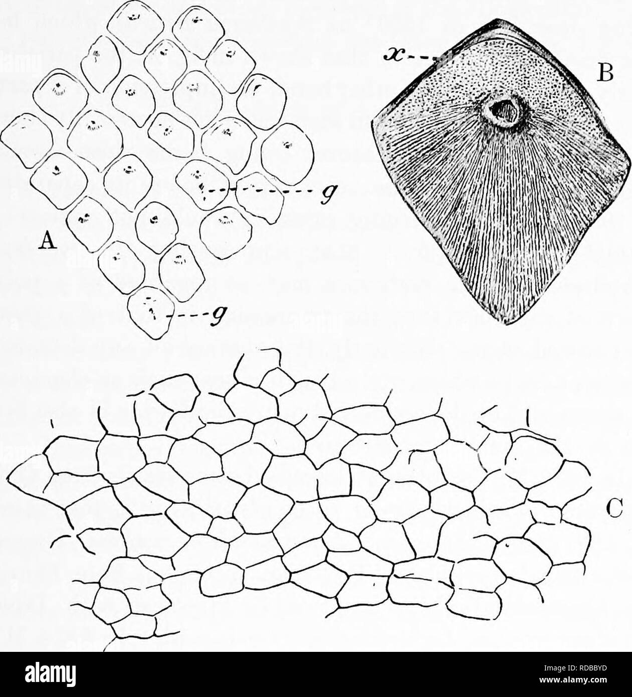 . Fossil plants : for students of botany and geology . Paleobotany. xv ...