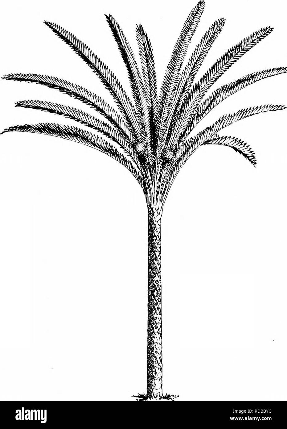 Fossil leaf scars hi-res stock photography and images - Alamy