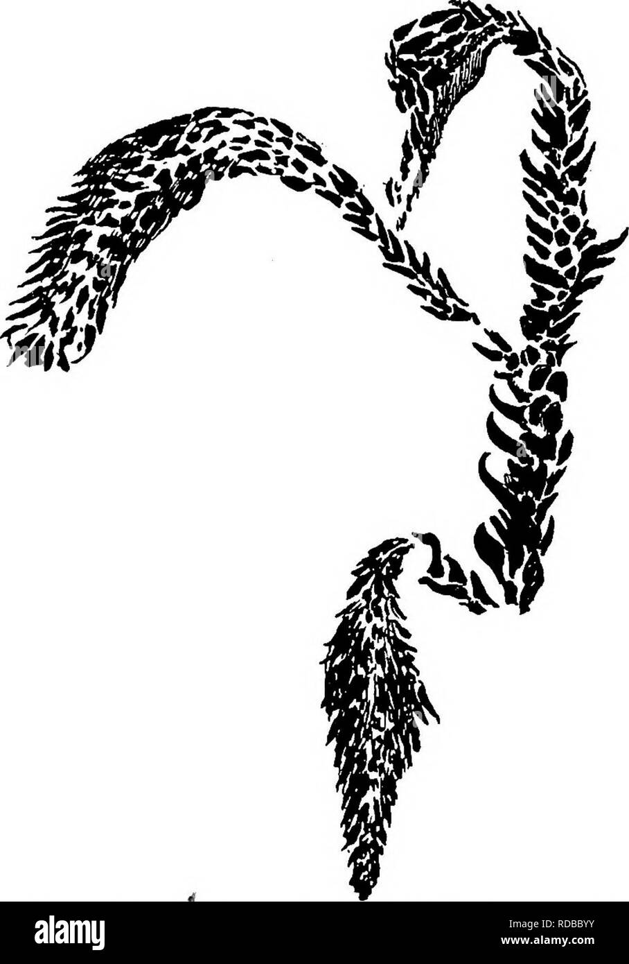 Megastrobili hi-res stock photography and images - Alamy