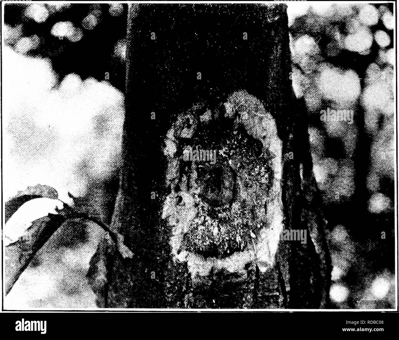 . Chestnut blight. Chestnut blight; Chestnut. Fig. 1.—External ...