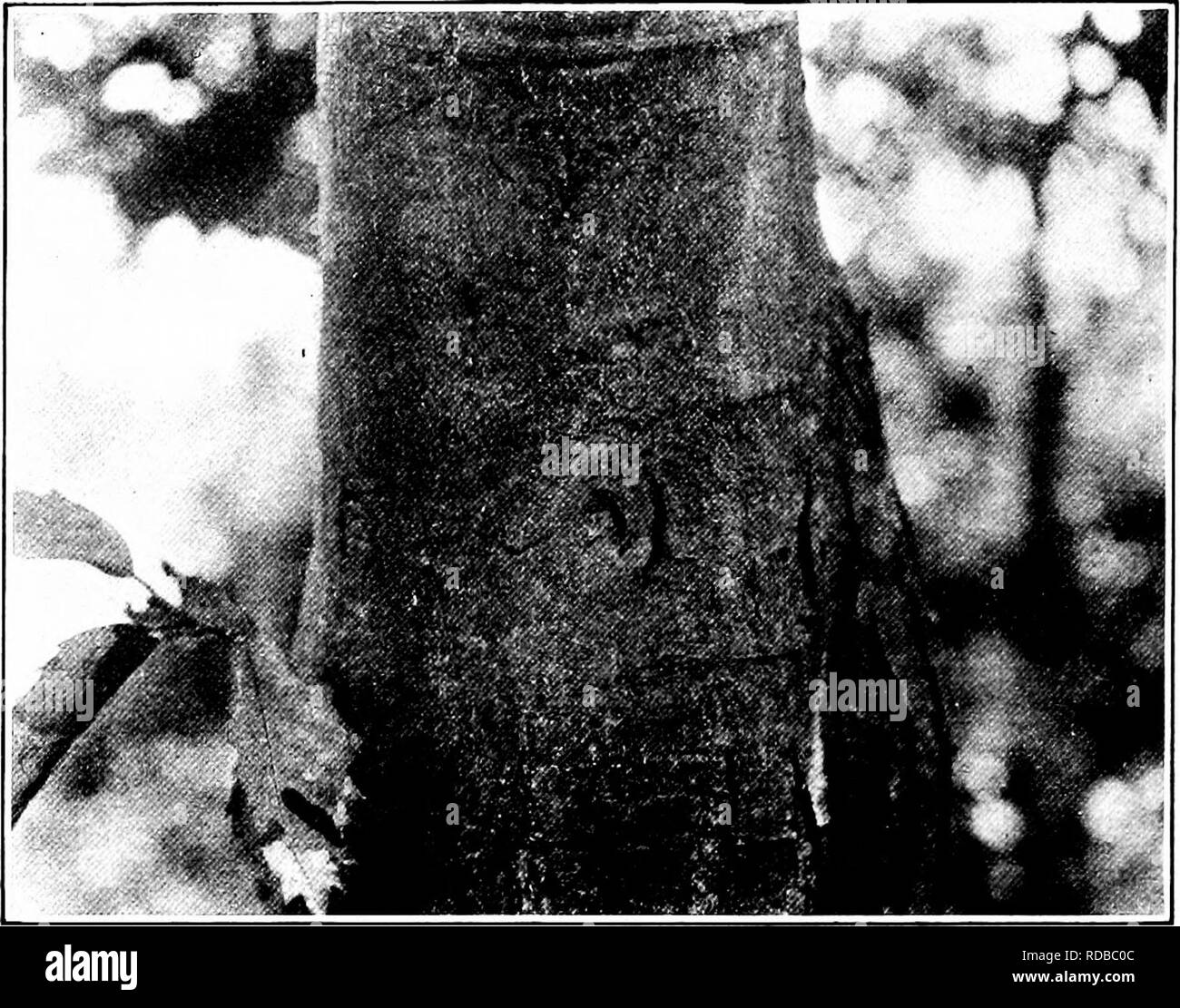 . Chestnut blight. Chestnut blight; Chestnut. Senate Document No, 653 ...