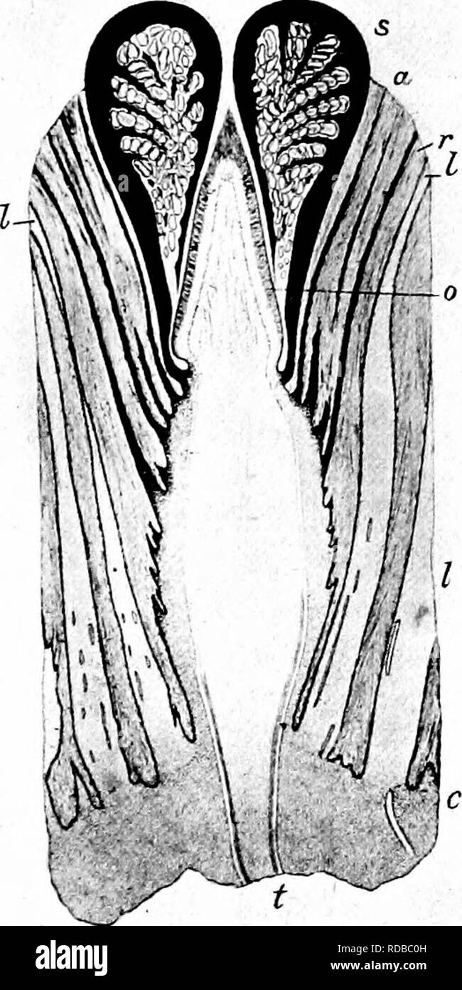Floral morphology hi-res stock photography and images - Alamy