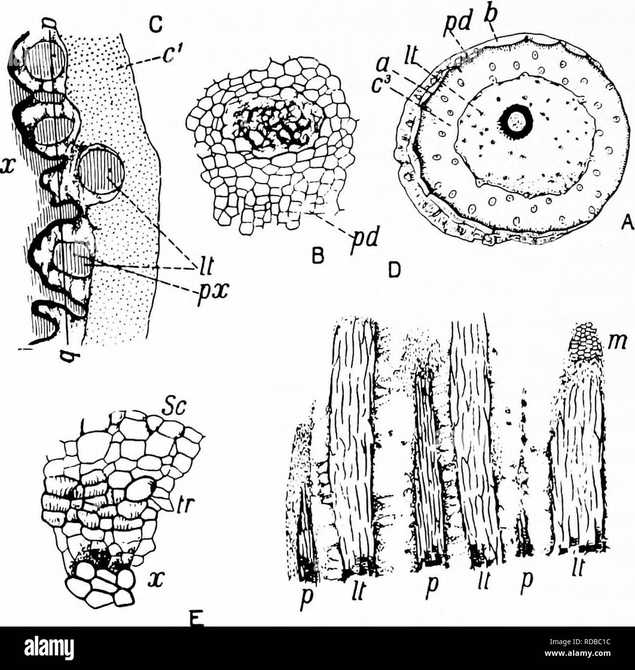 Lepidodendron fossil Cut Out Stock Images & Pictures - Alamy