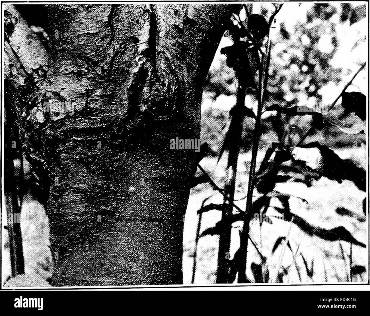 Stages of the chestnut hi-res stock photography and images - Alamy