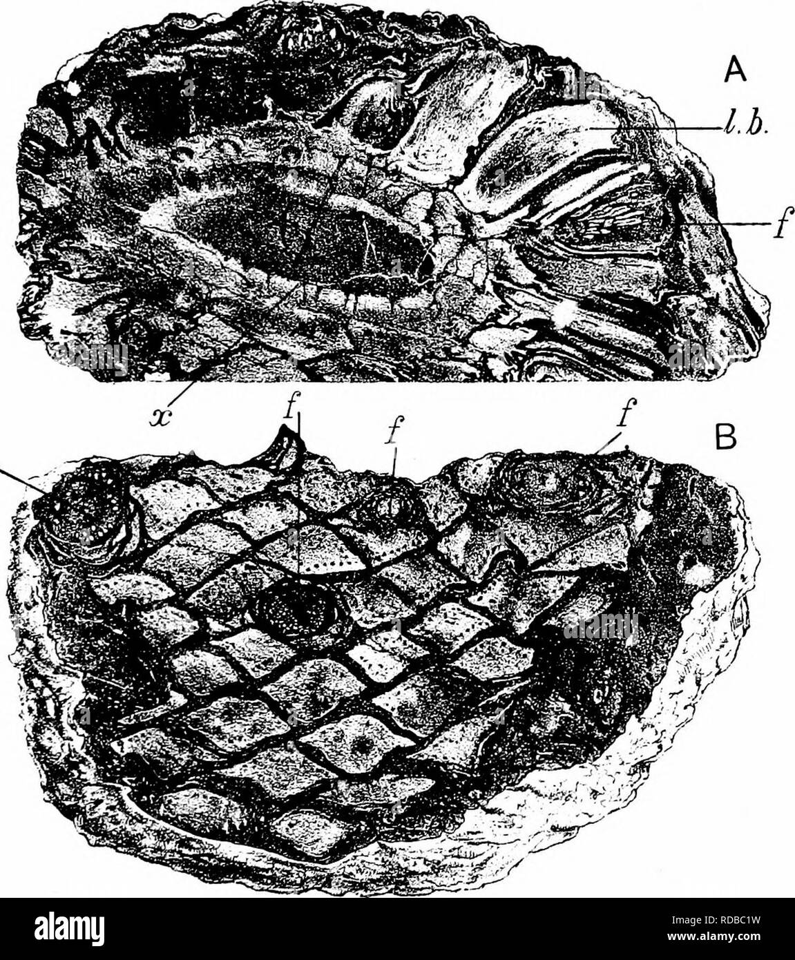 . Studies in fossil botany . Paleobotany. BENNETTITEAE 561 armour of ...