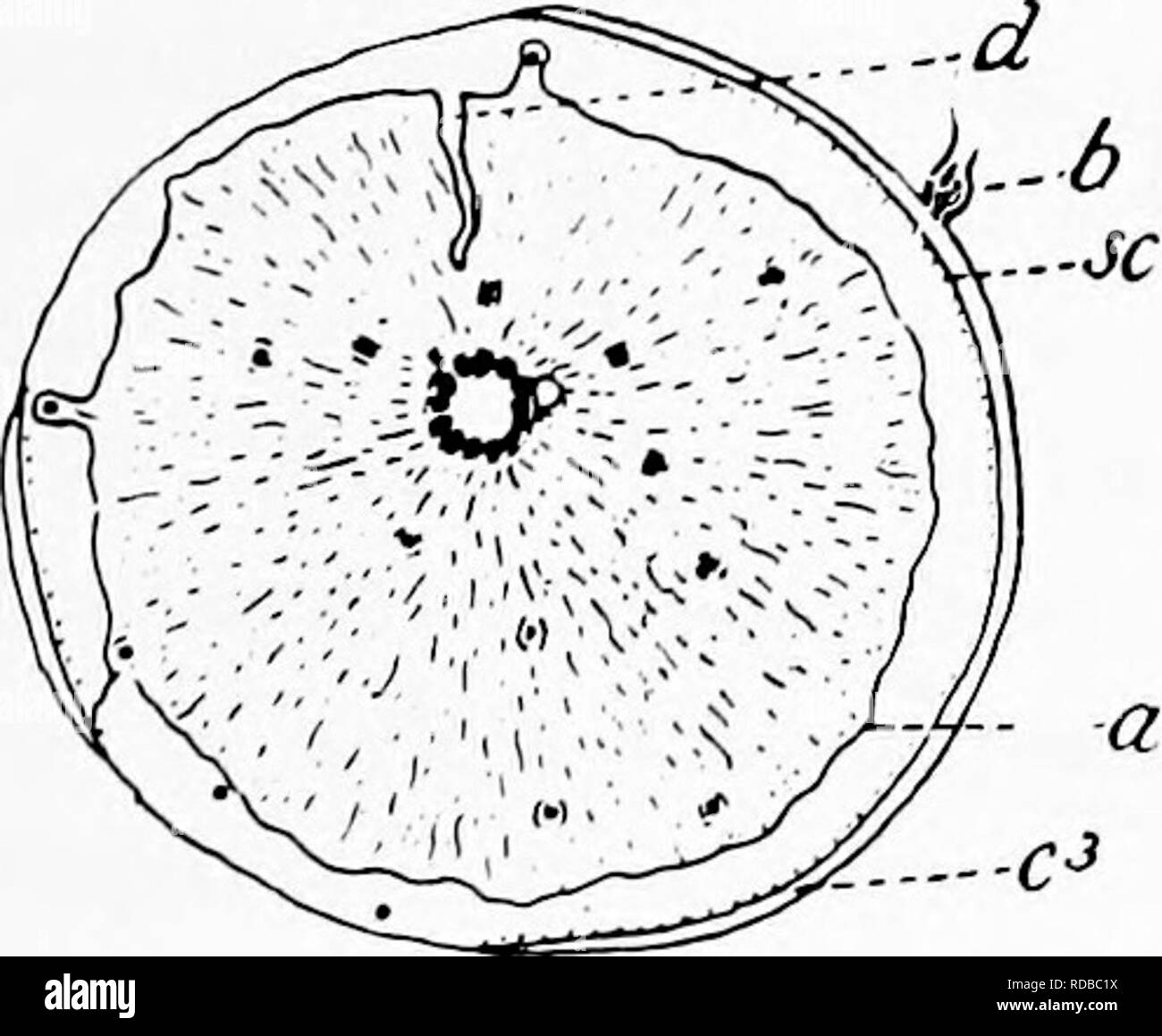 . Fossil plants : for students of botany and geology . Paleobotany. XV ...