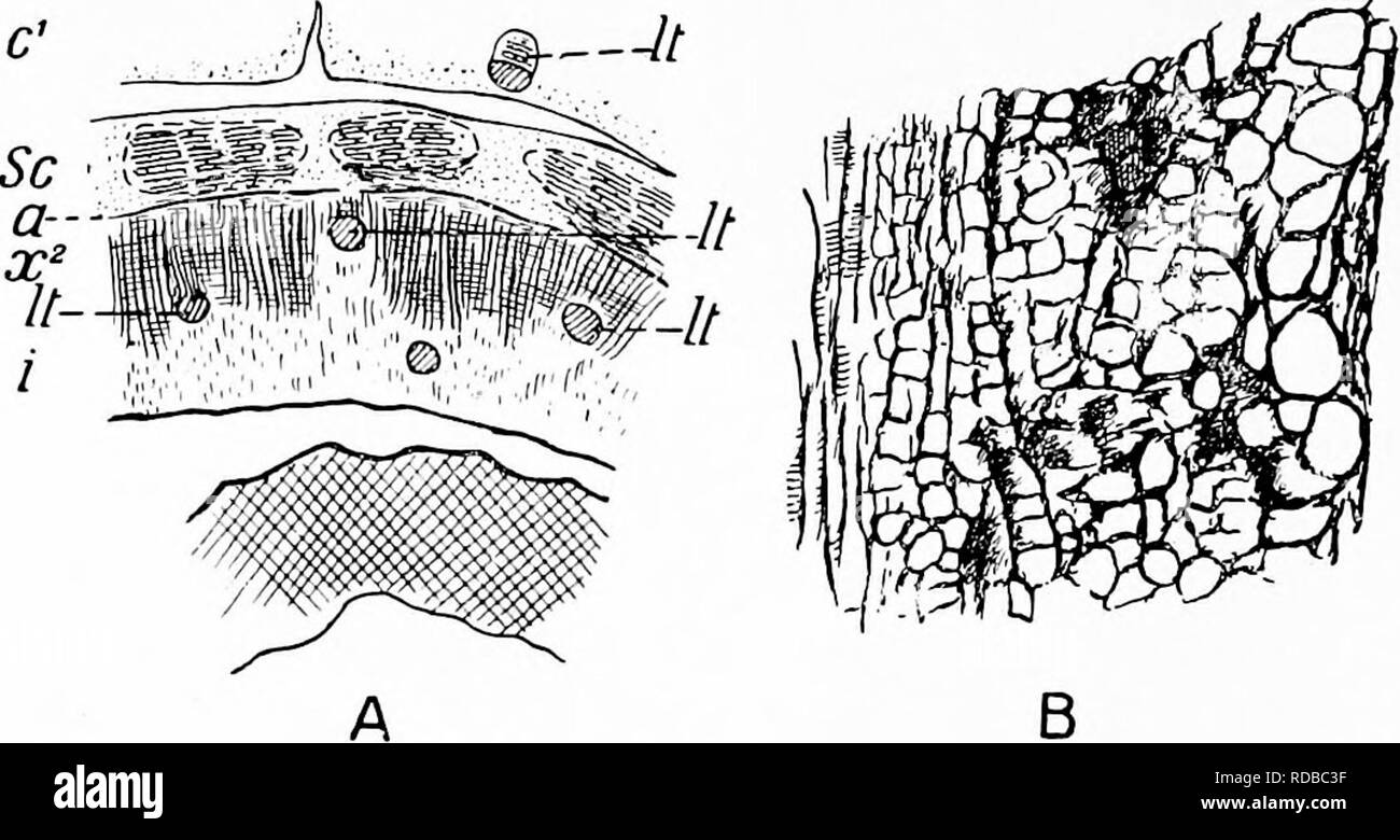 Longitudinal section xylem hi-res stock photography and images - Alamy