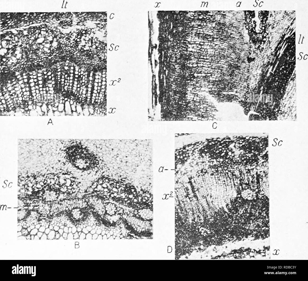 Meristematic tissue hi-res stock photography and images - Alamy