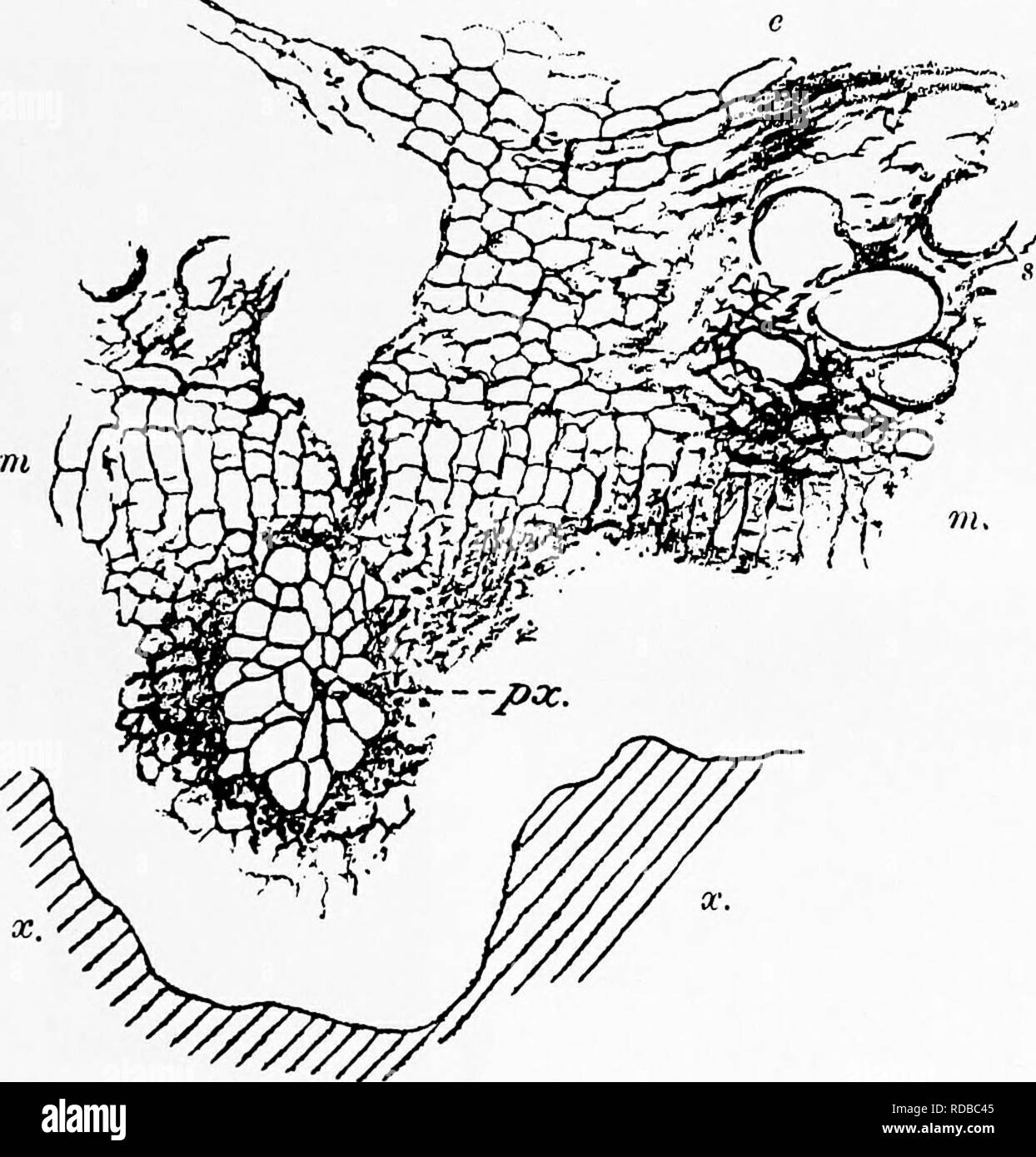 . Fossil plants : for students of botany and geology . Paleobotany. XVJ ...