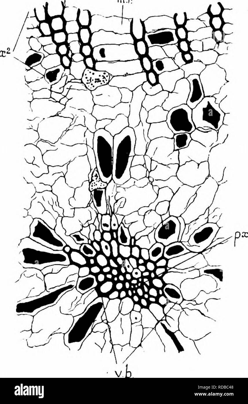 Mesarch hi-res stock photography and images - Alamy