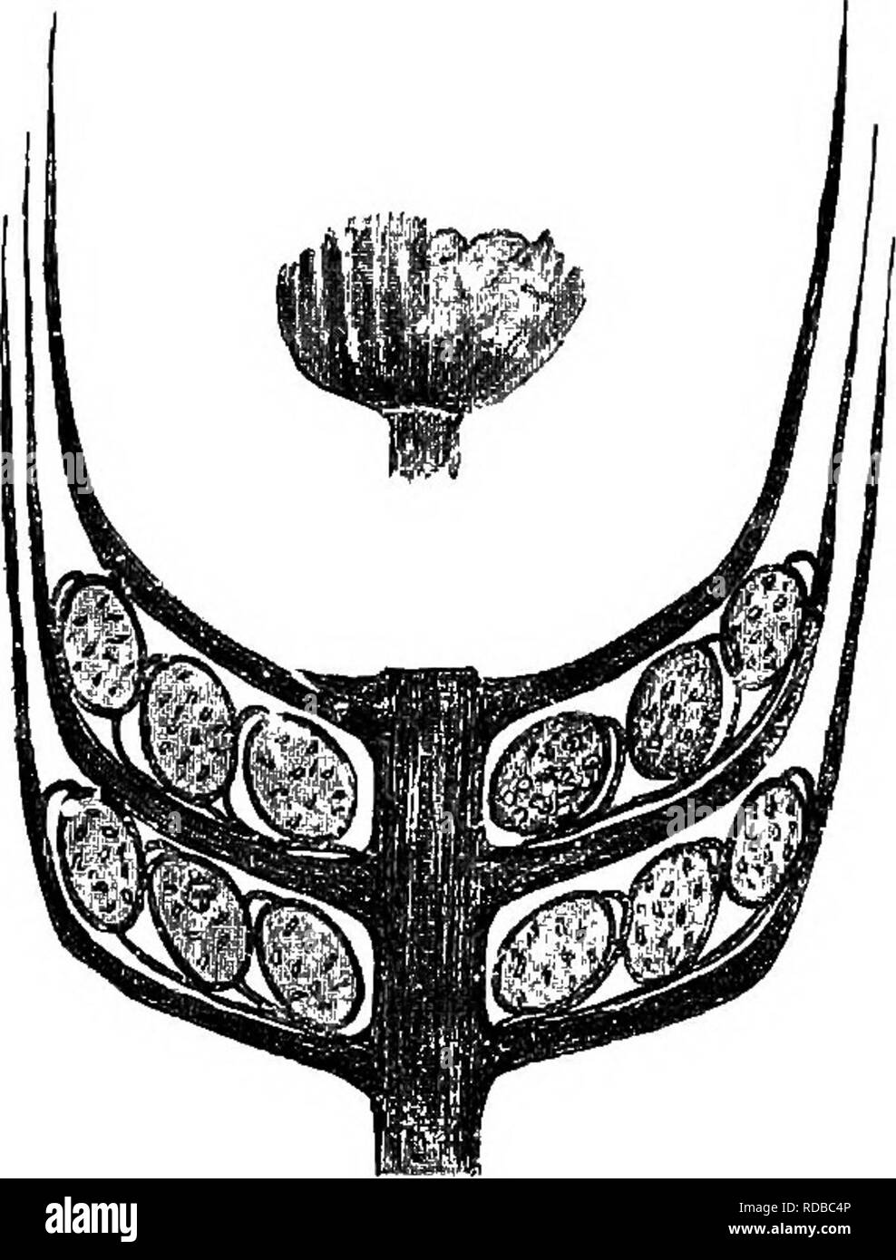 . Fossil plants : for students of botany and geology . Paleobotany. 402 ...