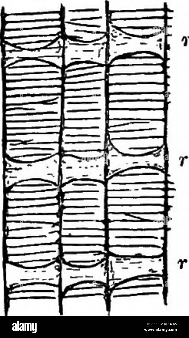 Longitudinal Section Of Xylem Tissue