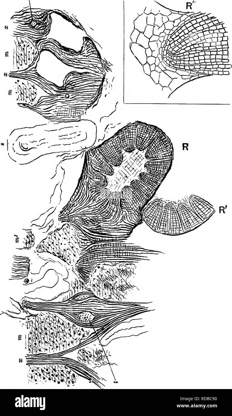 . Fossil plants : for students of botany and geology . Paleobotany. x ...