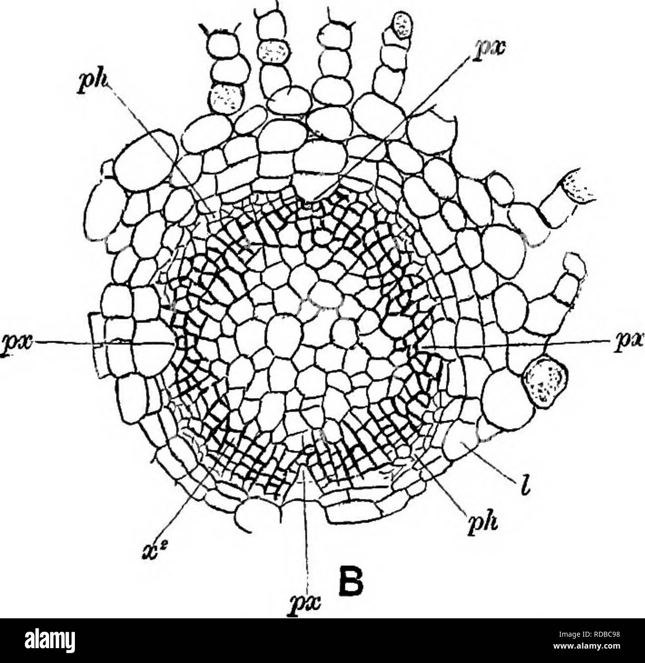 . Fossil plants : for students of botany and geology . Paleobotany. Fig ...