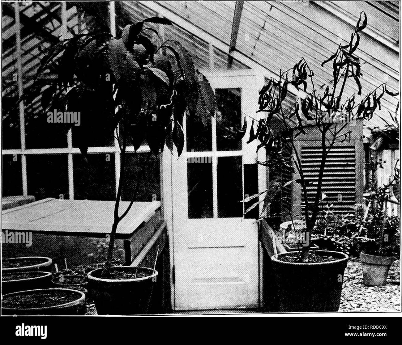 Forest area blight hi-res stock photography and images - Alamy