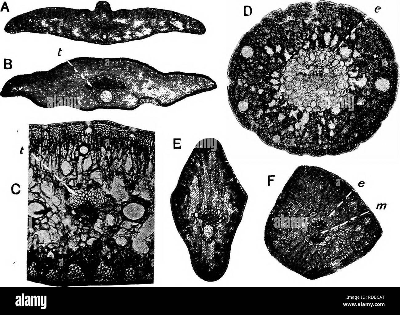 . Fossil plants : for students of botany and geology . Paleobotany ...