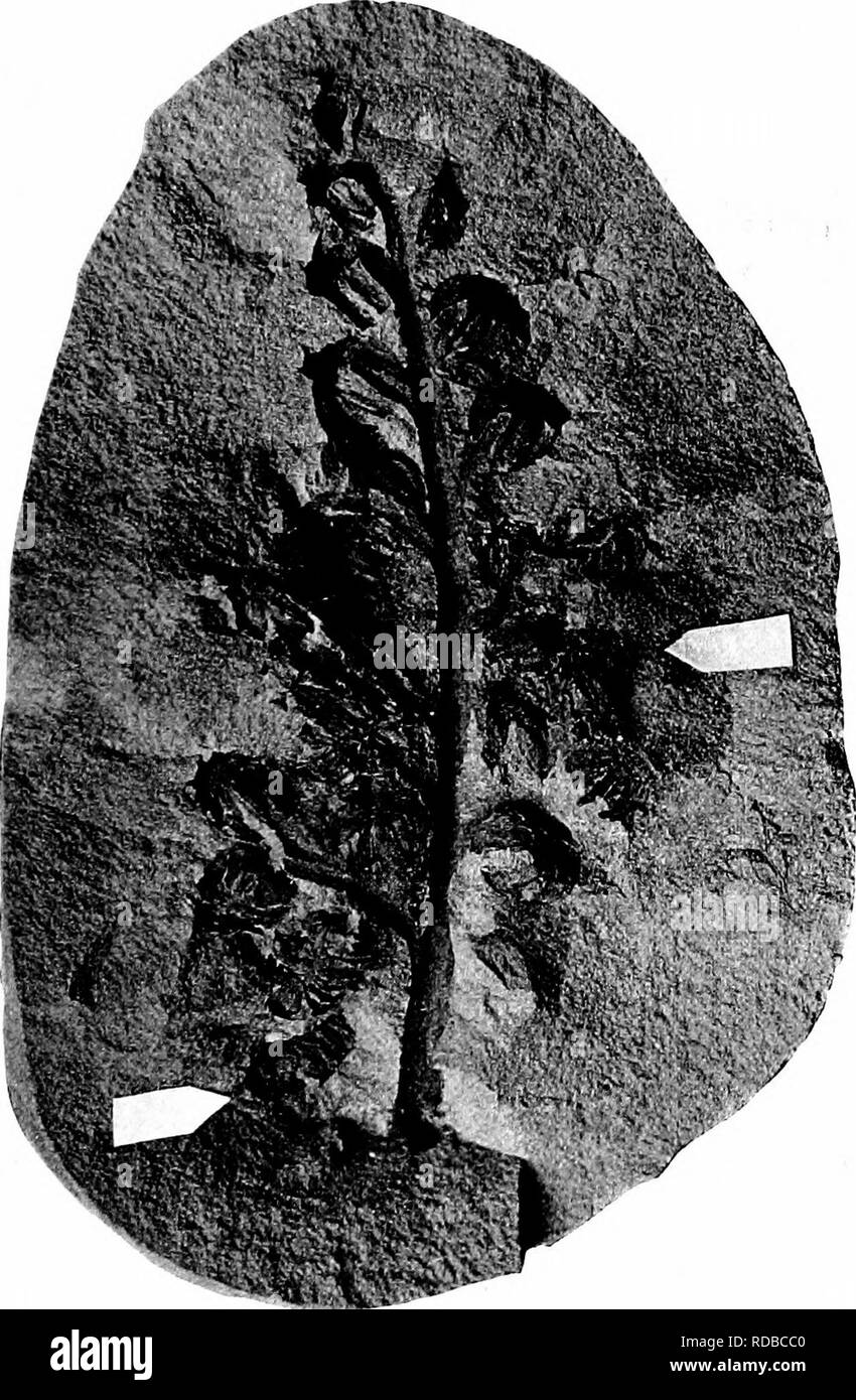 Nodule fossil Black and White Stock Photos & Images - Alamy