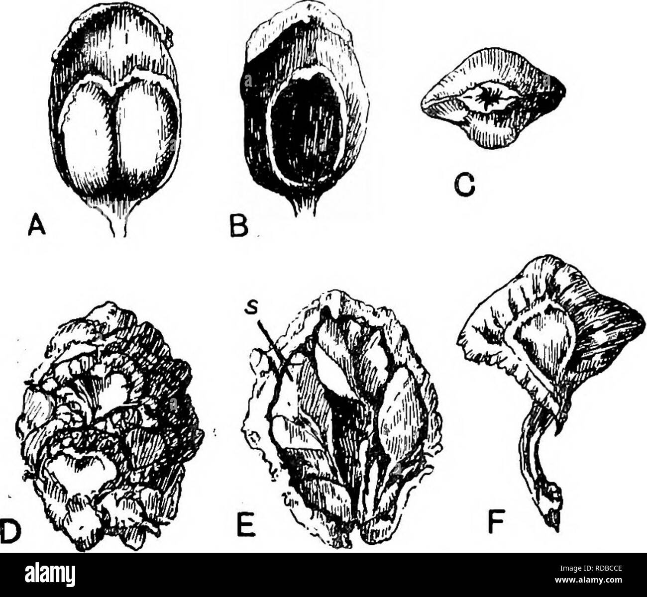 . Fossil plants : for students of botany and geology . Paleobotany. Fig ...