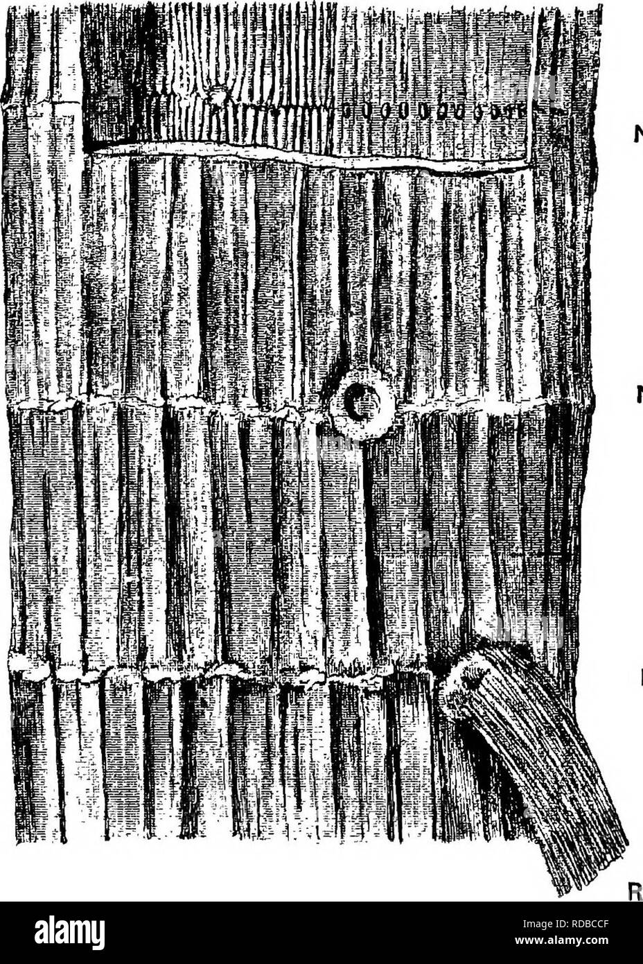 . Fossil plants : for students of botany and geology . Paleobotany. 316 ...