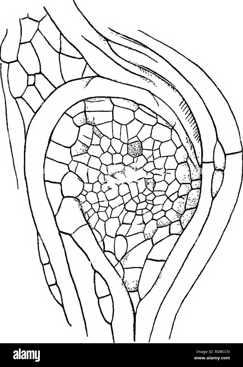 . Fossil plants : for students of botany and geology . Paleobotany. 314 ...