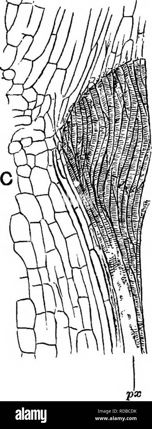 . Fossil plants : for students of botany and geology . Paleobotany. 1 i ...