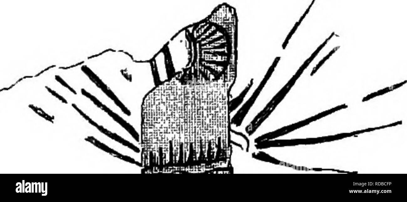 Fossil plant triassic hi-res stock photography and images - Alamy