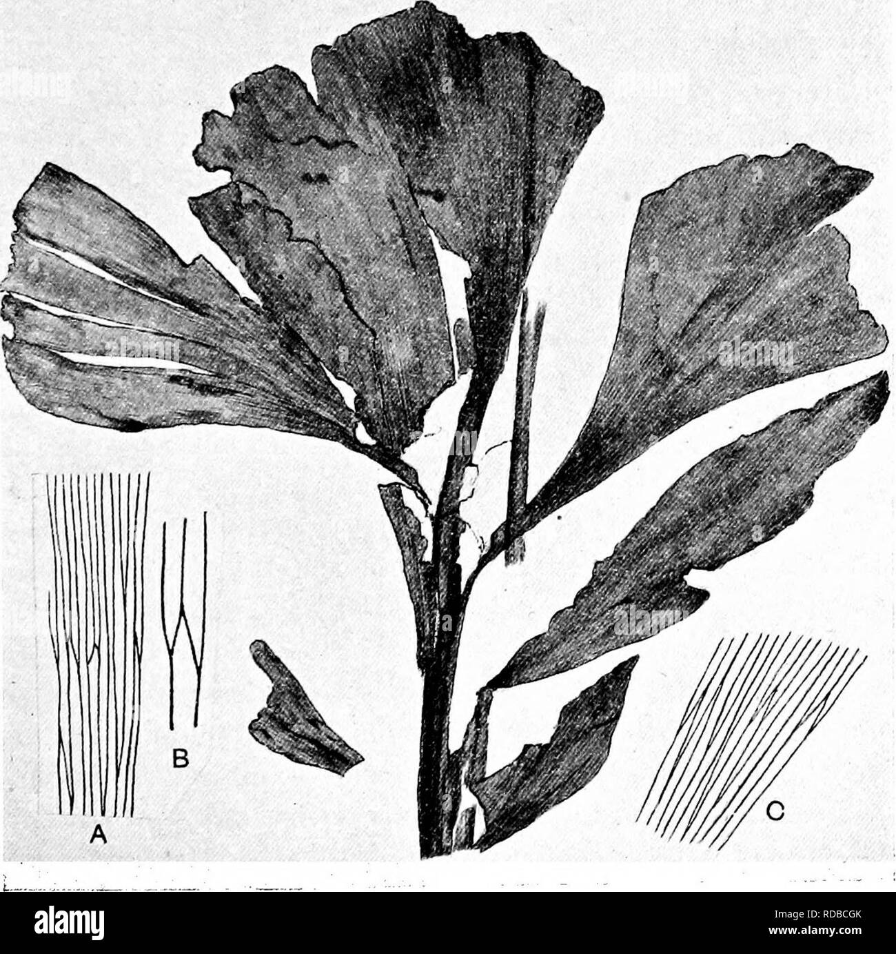 . Fossil plants : for students of botany and geology . Paleobotany ...