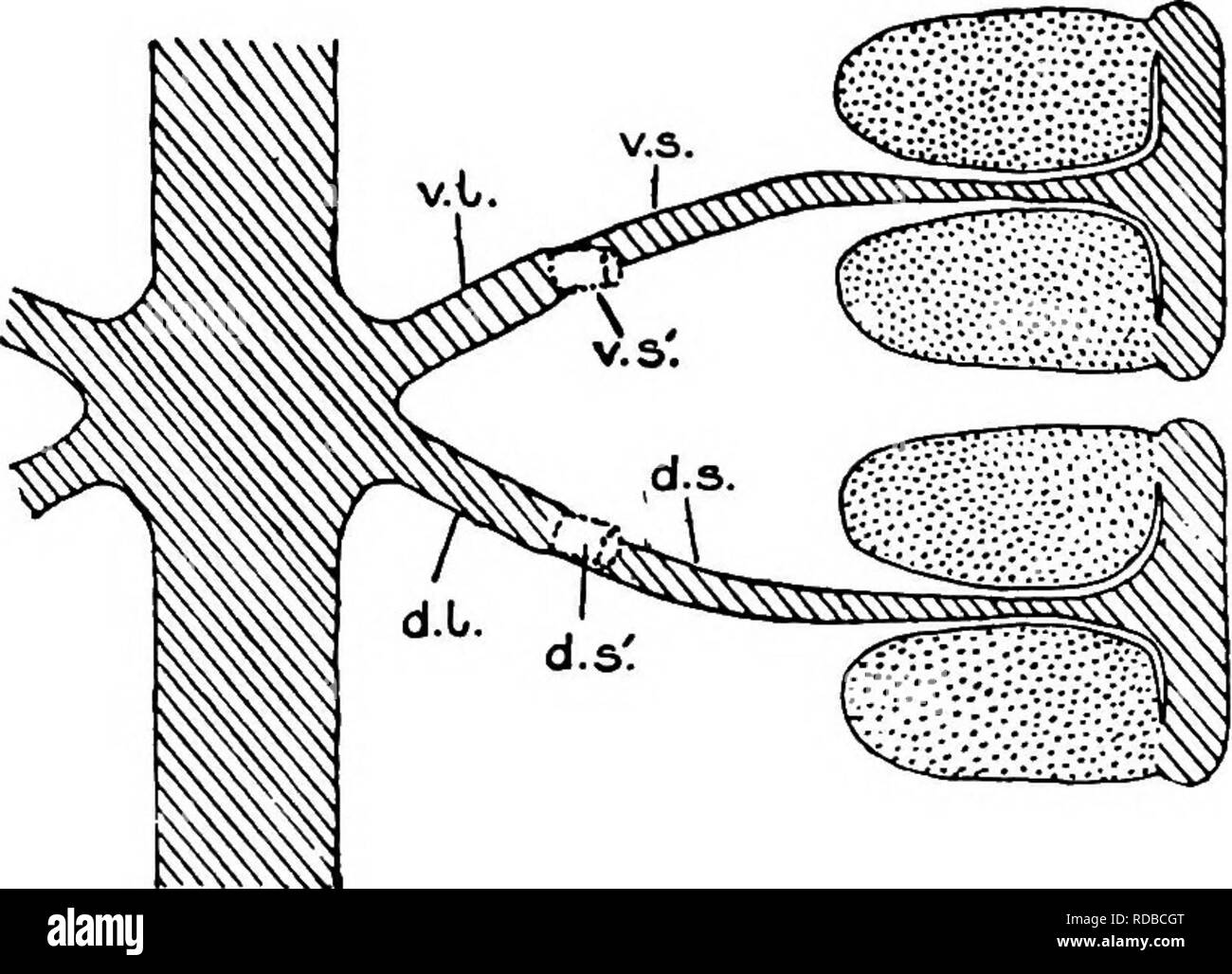 Sphenophyllum hi-res stock photography and images - Alamy