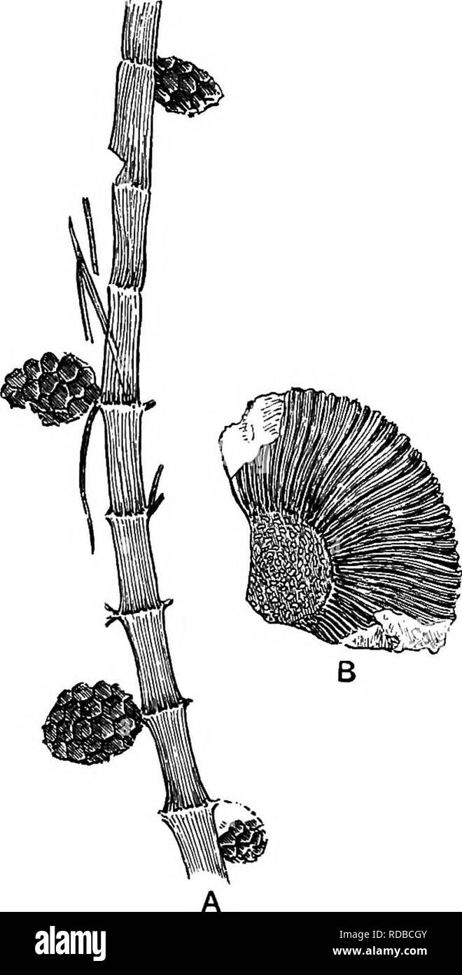 . Fossil plants : for students of botany and geology . Paleobotany. 262 ...