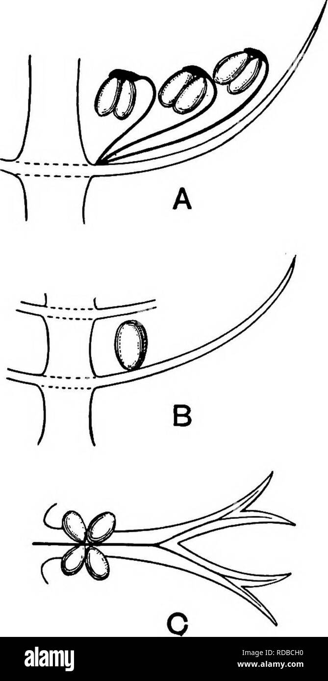 Sphenophyllum hi-res stock photography and images - Alamy