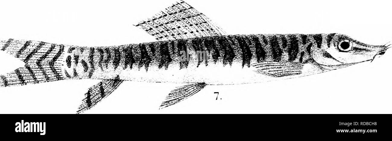 . The fishes of India; being a natural history of the fishes known to ...