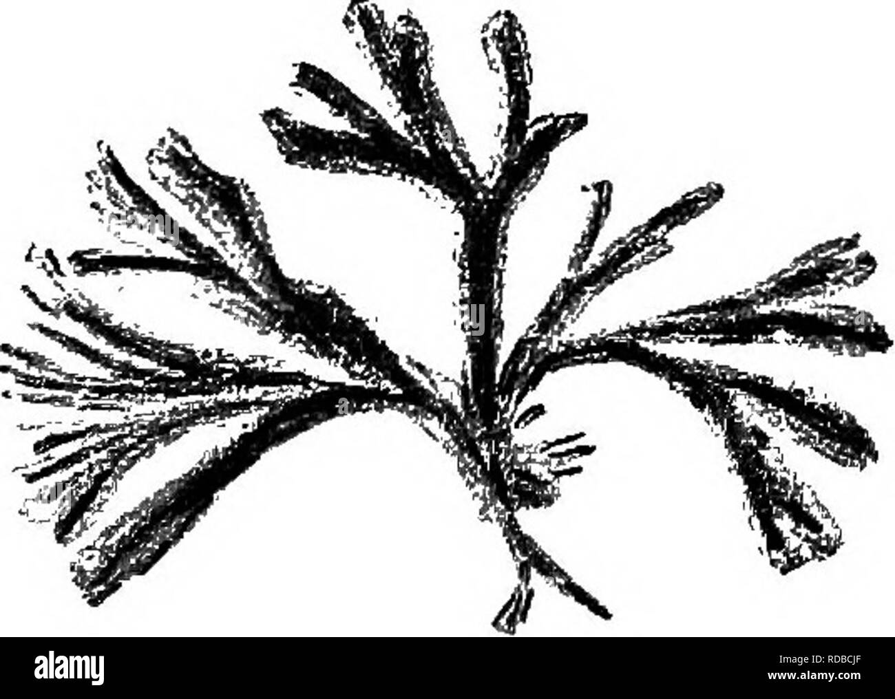 Dichoto Black and White Stock Photos & Images - Alamy