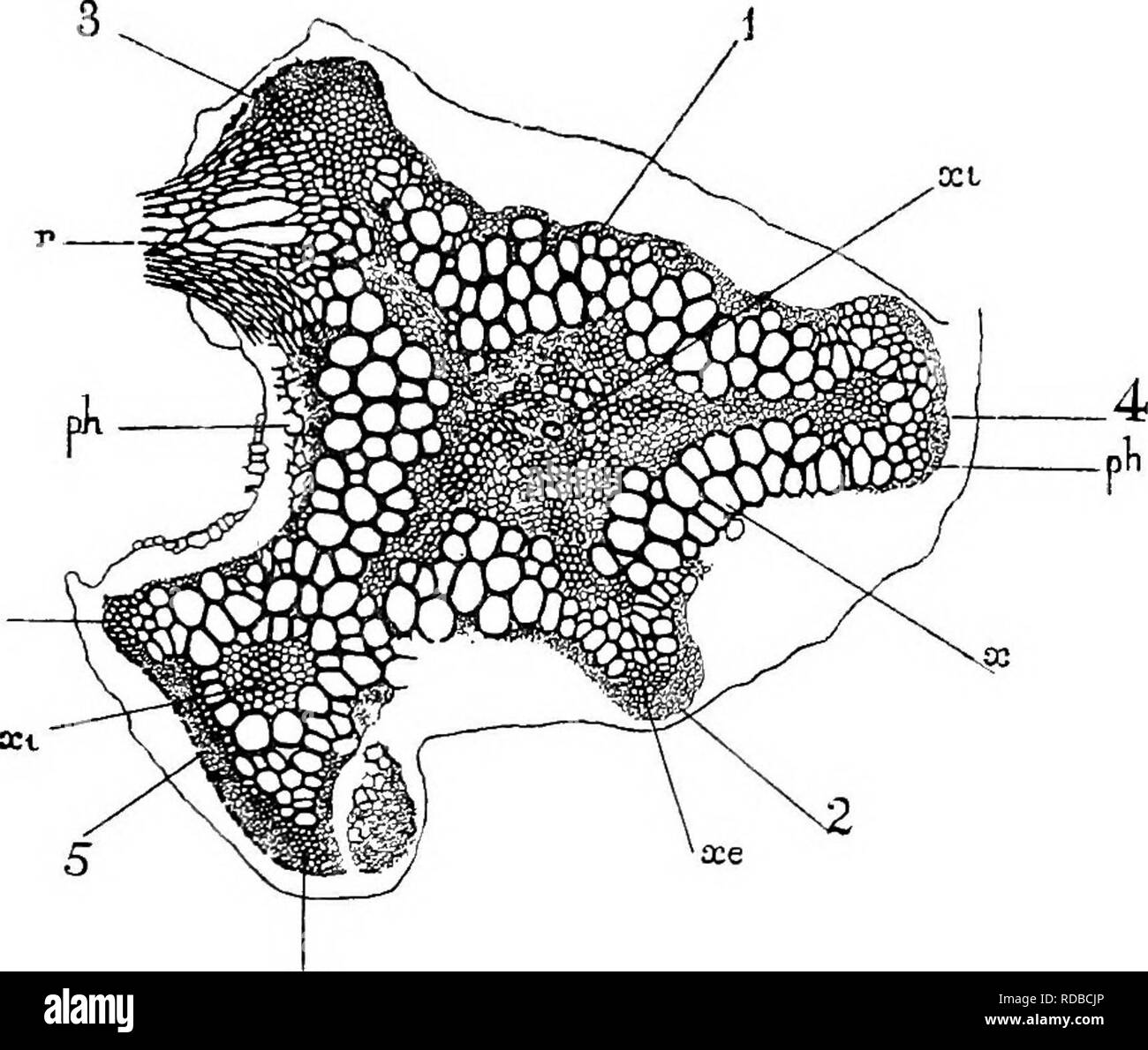 . Studies in fossil botany . Paleobotany. ZYGOPTERIS 309 form the xylem ...