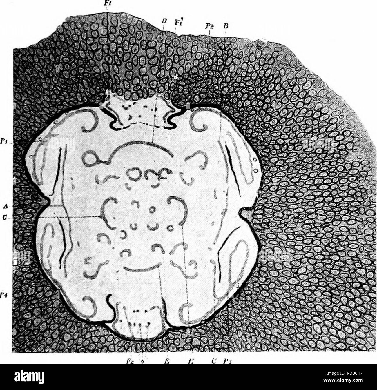 Psaronius hi-res stock photography and images - Alamy