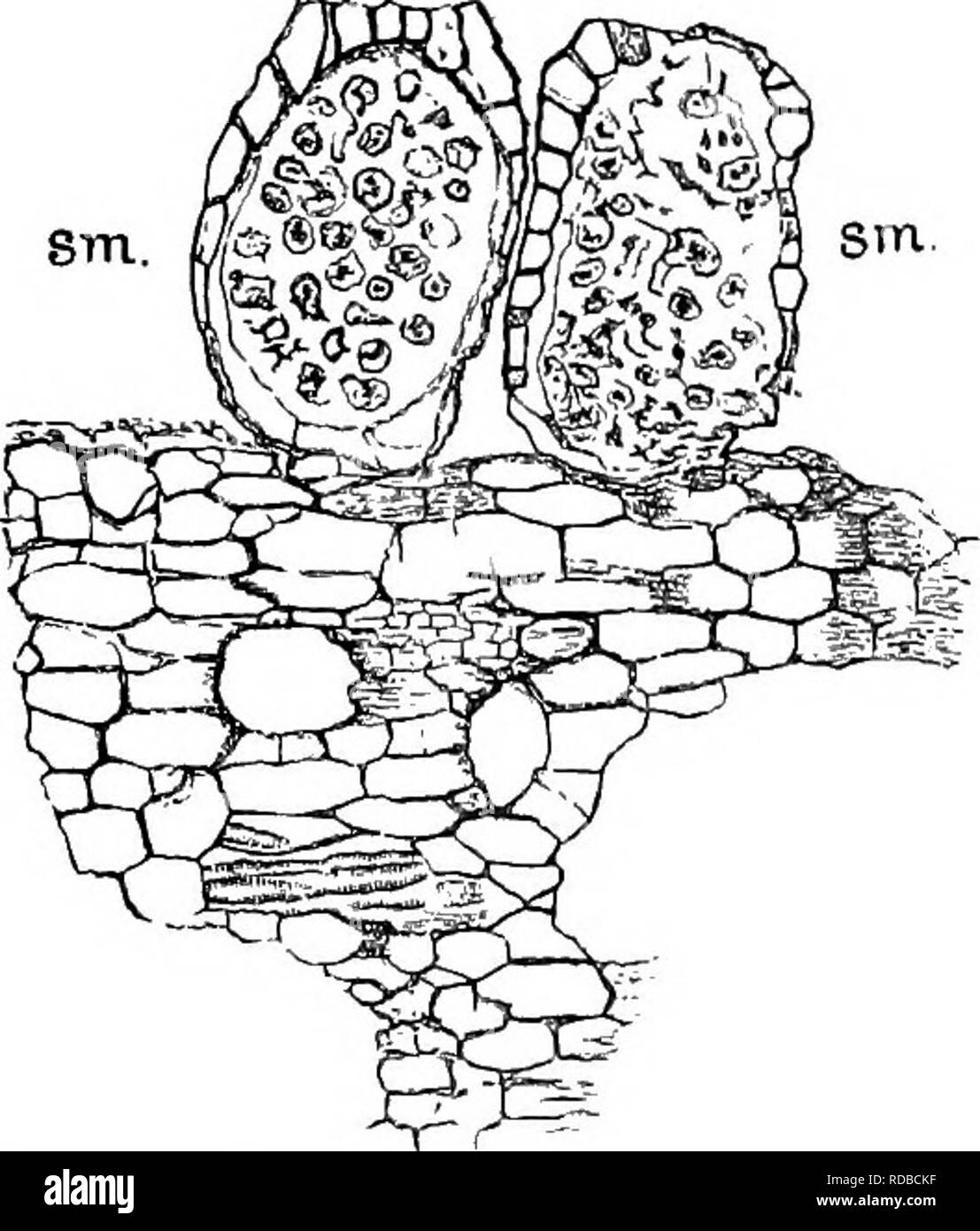 Fossil fern coal hi-res stock photography and images - Alamy