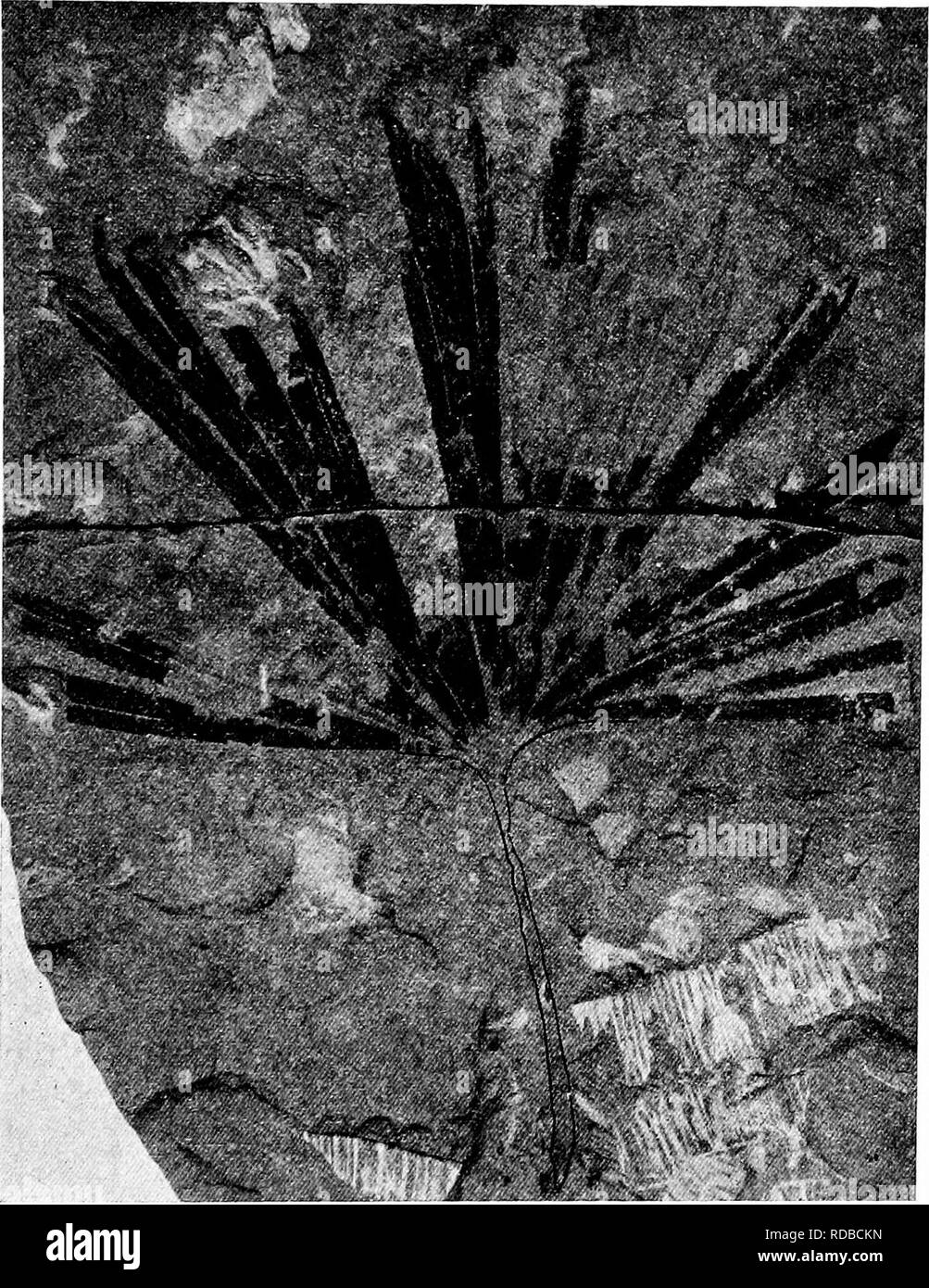 Obtuse apices hi-res stock photography and images - Alamy