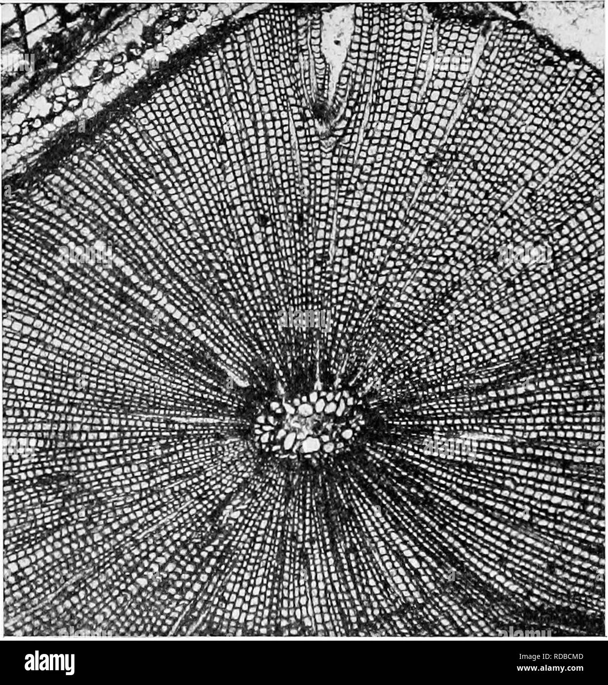 . Studies in fossil botany . Paleobotany. 258 STUDIES IN FOSSIL BOTANY ...