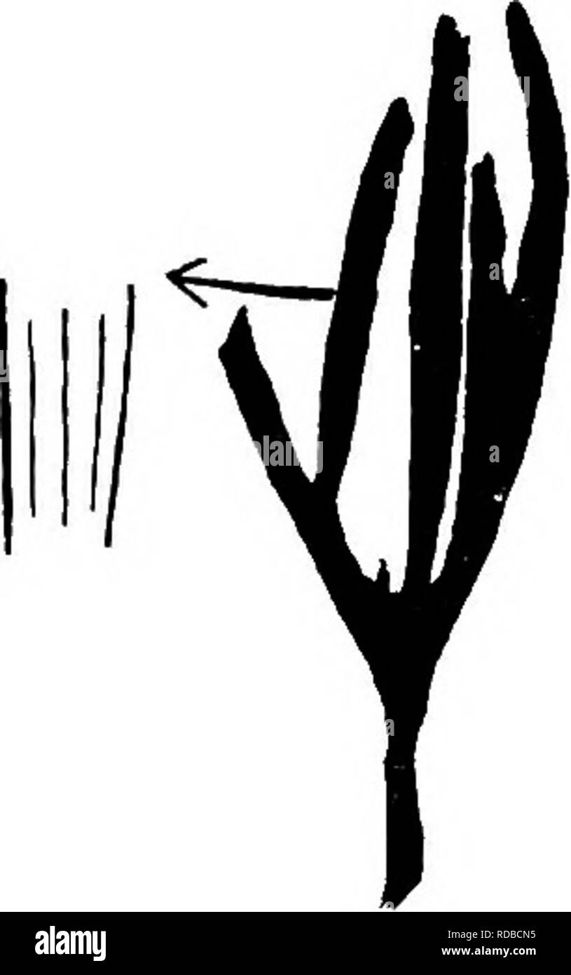 Baiera digitata hi-res stock photography and images - Alamy