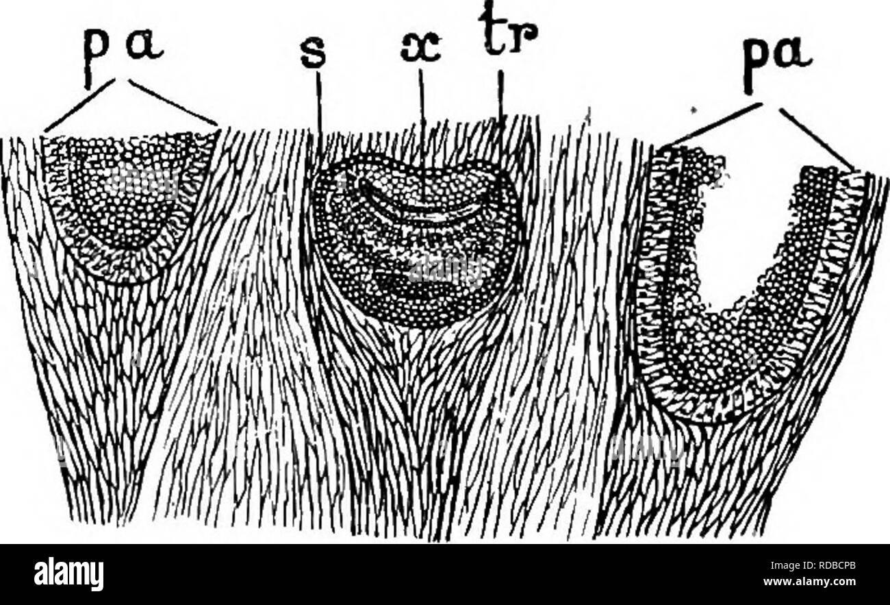 Sheath scar Black and White Stock Photos & Images - Alamy