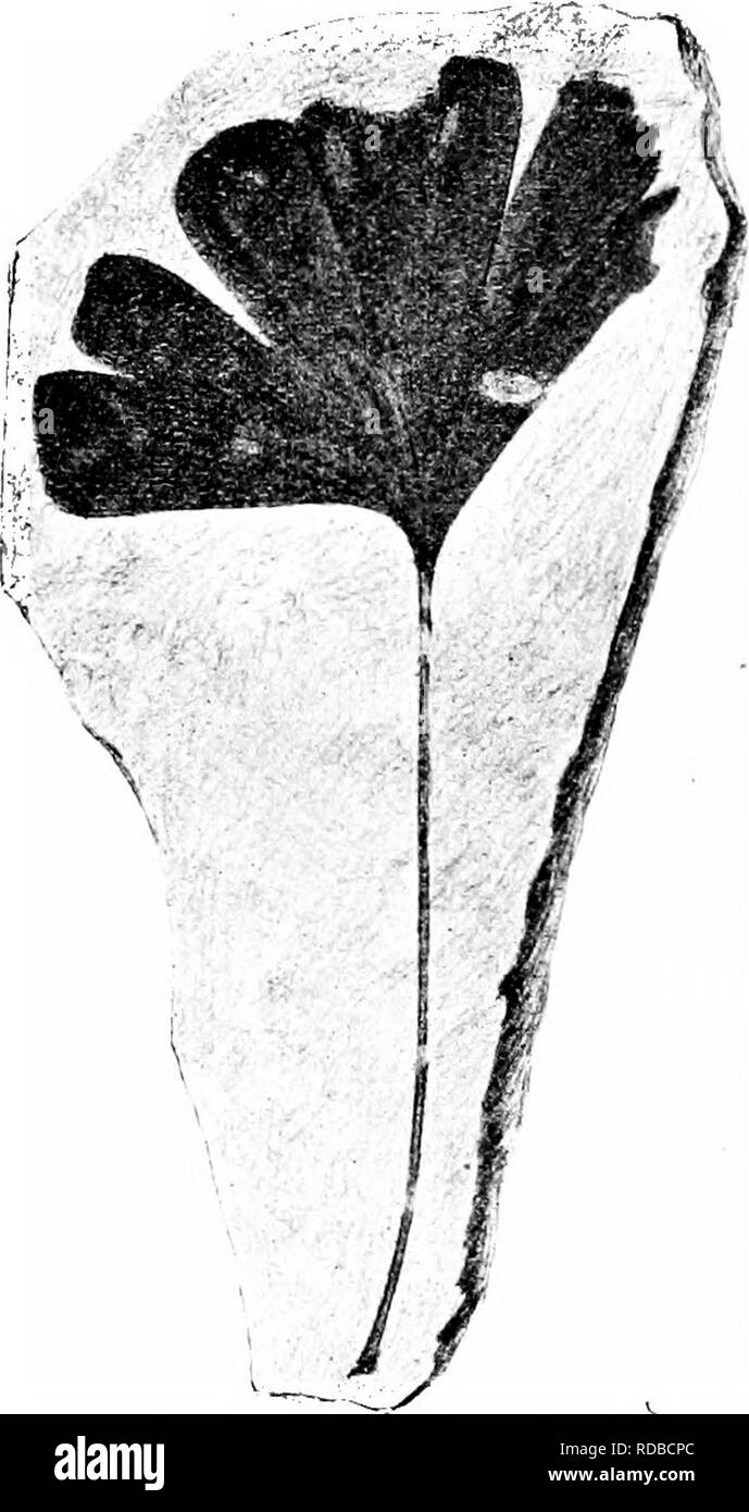 Baiera digitata hi-res stock photography and images - Alamy