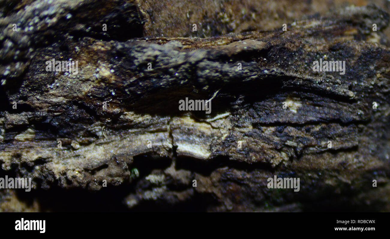 Photo micrography hi-res stock photography and images - Alamy