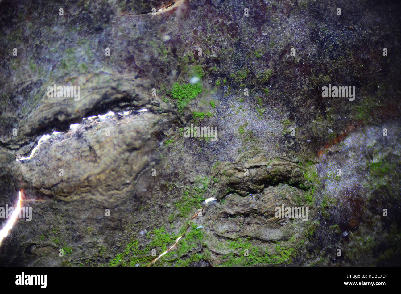 Micrograph tree hi-res stock photography and images - Alamy