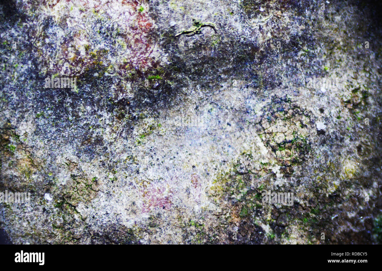 Bark micrograph hi-res stock photography and images - Alamy