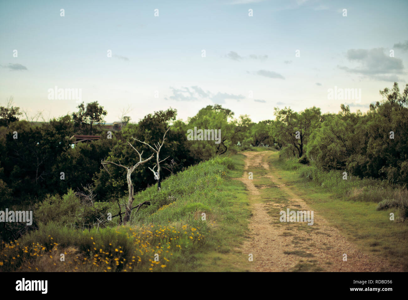 Dirt trail path in the grassy countryside Stock Photo - Alamy