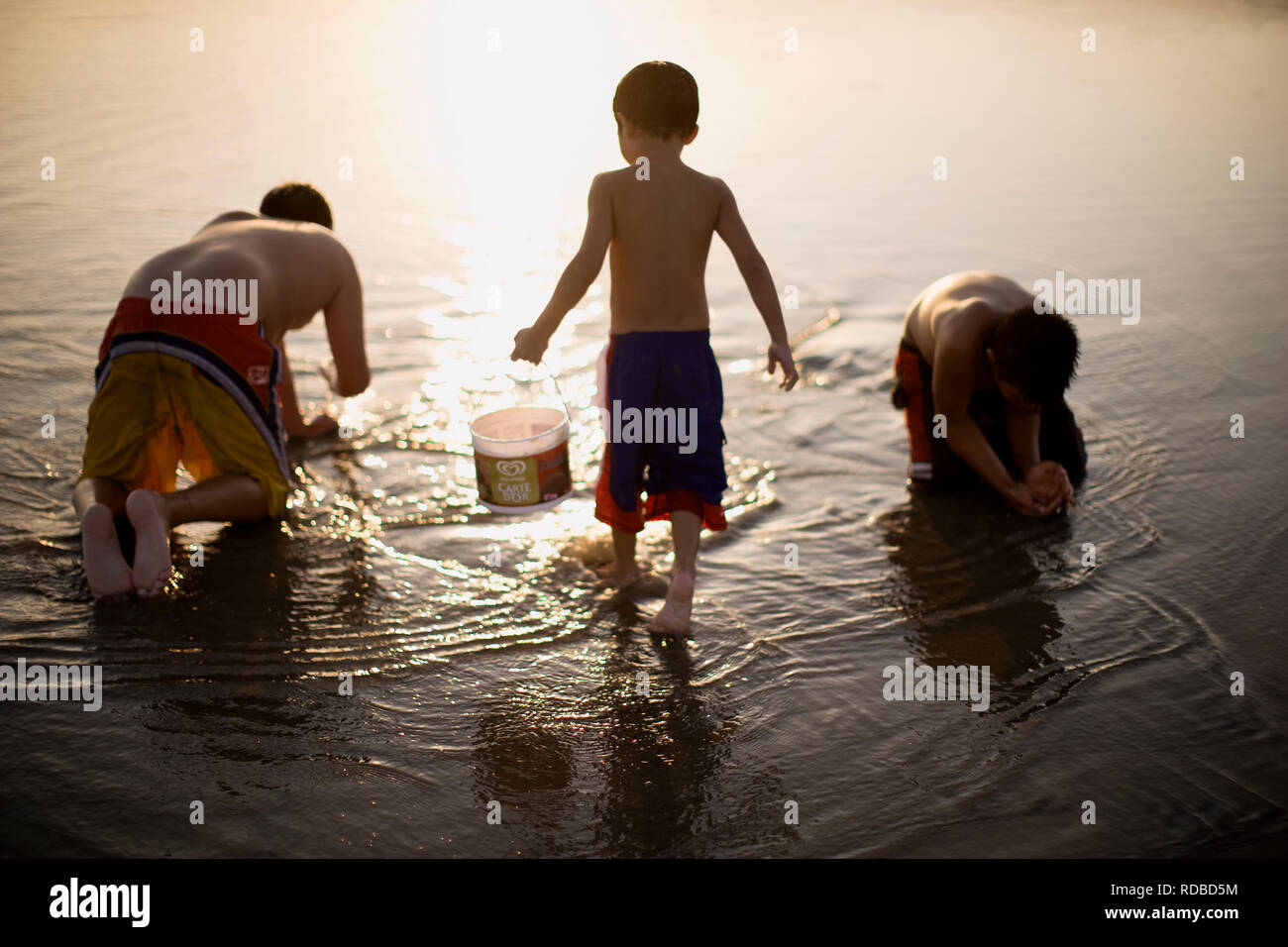 Three boys hunting for sea shells in the sandy shallows at a beach ...